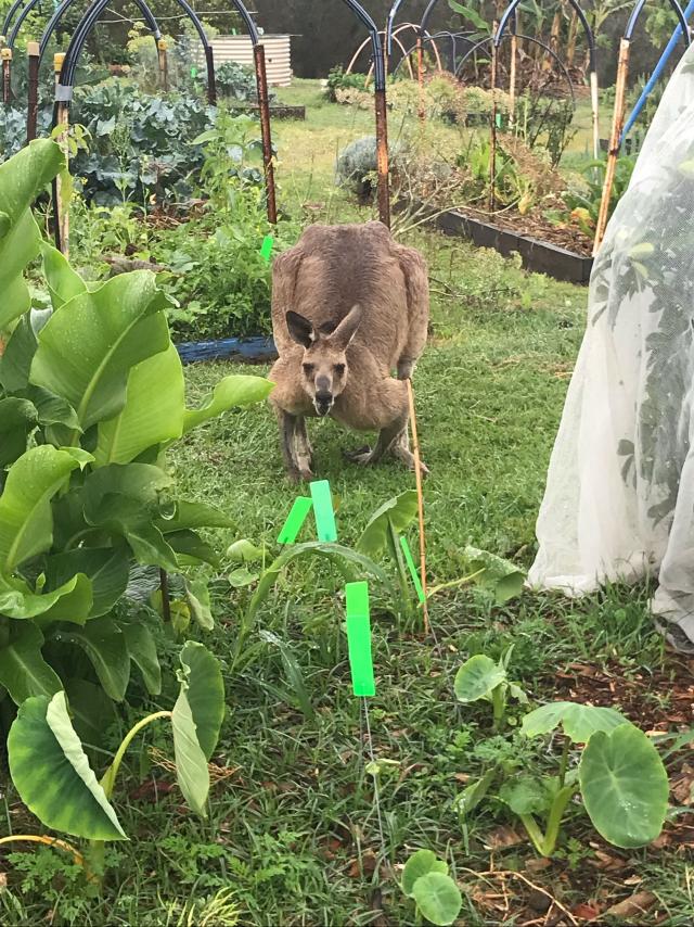 Jimboomba Community Garden to make compost lasagna | Jimboomba Today